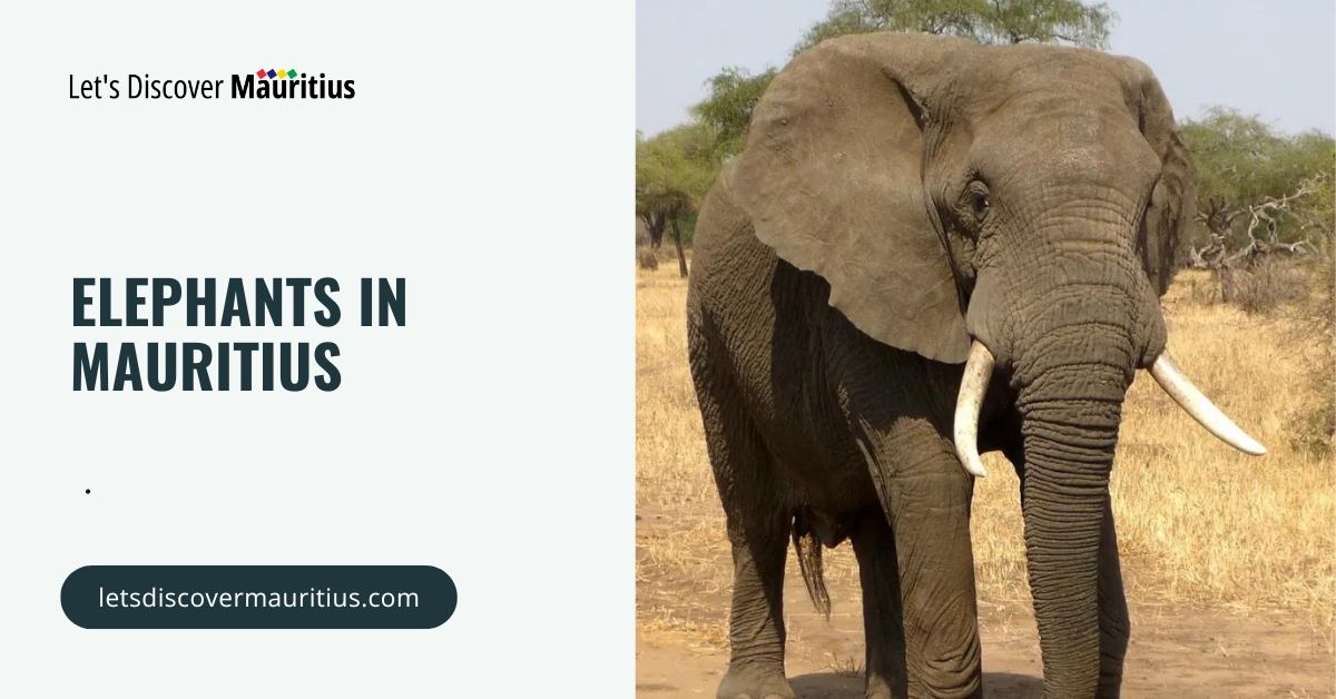 The First Elephant In Mauritius - Let's Discover Mauritius