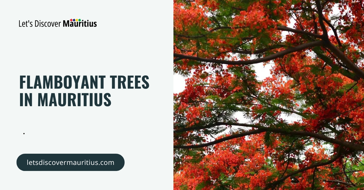 Flamboyant Trees In Mauritius - Let's Discover Mauritius