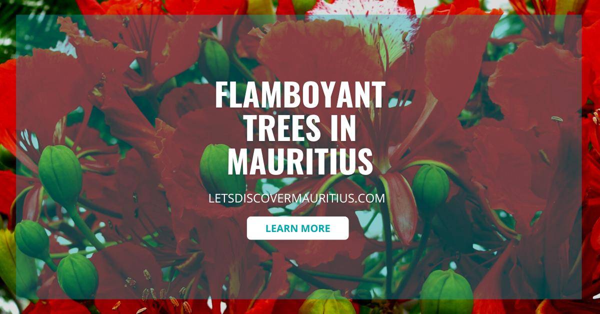 Flamboyant Trees In Mauritius - Let's Discover Mauritius