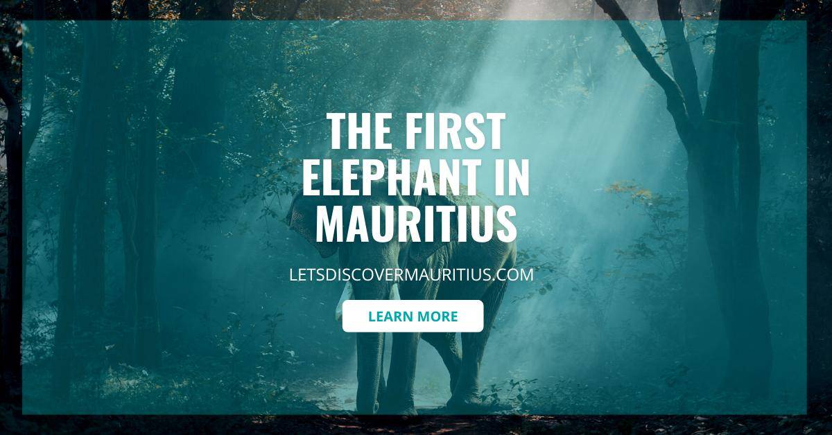 The First Elephant In Mauritius - Let's Discover Mauritius